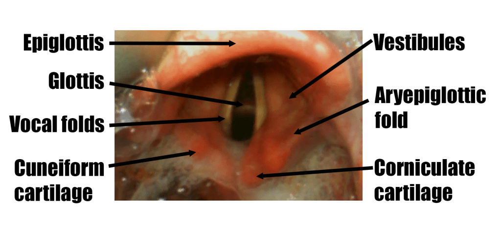 Anatomy – 5minuteairway